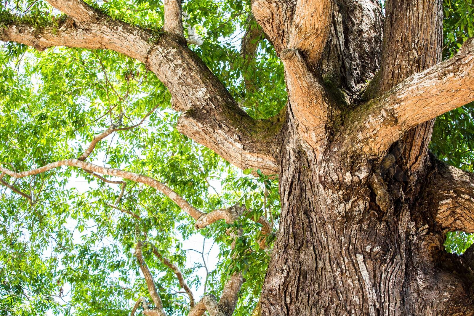 Großer Baum mit Ast | Stock Bild | Colourbox