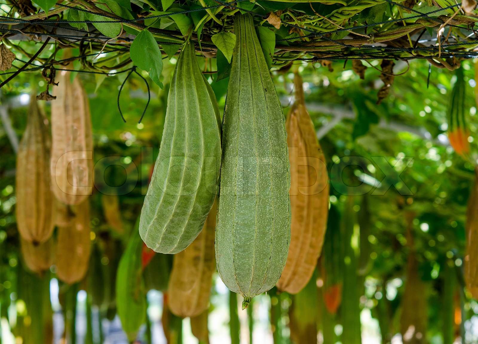 All Angled gourd hanging on vine | Stock image | Colourbox