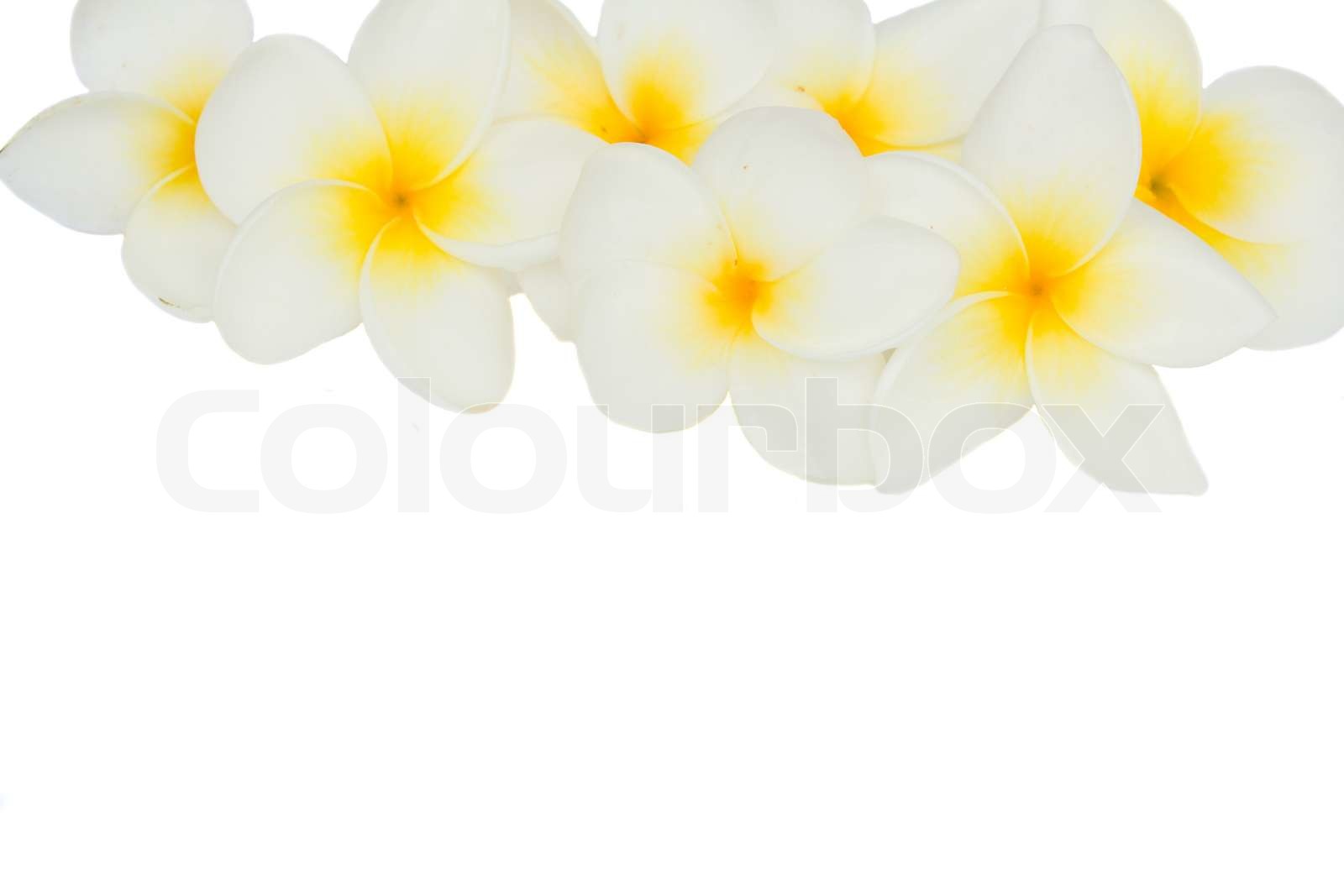 border of frangipani flowers | Stock image | Colourbox