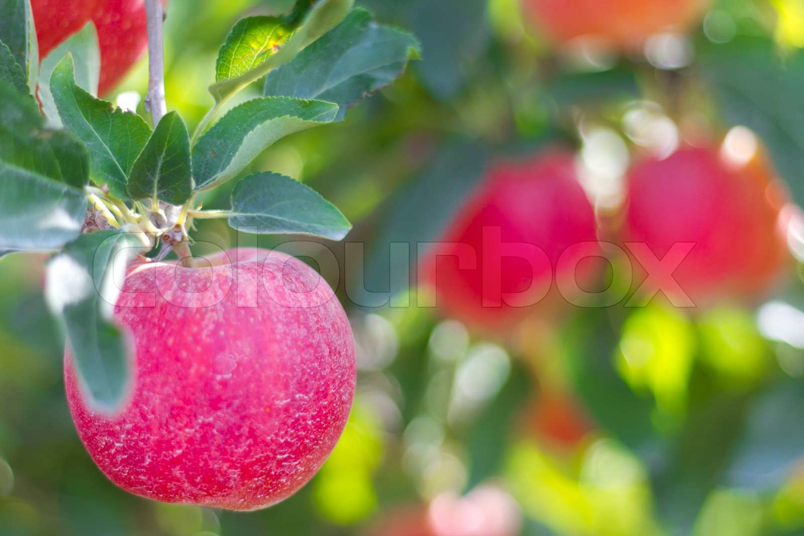 Roter Apfel | Stock Bild | Colourbox