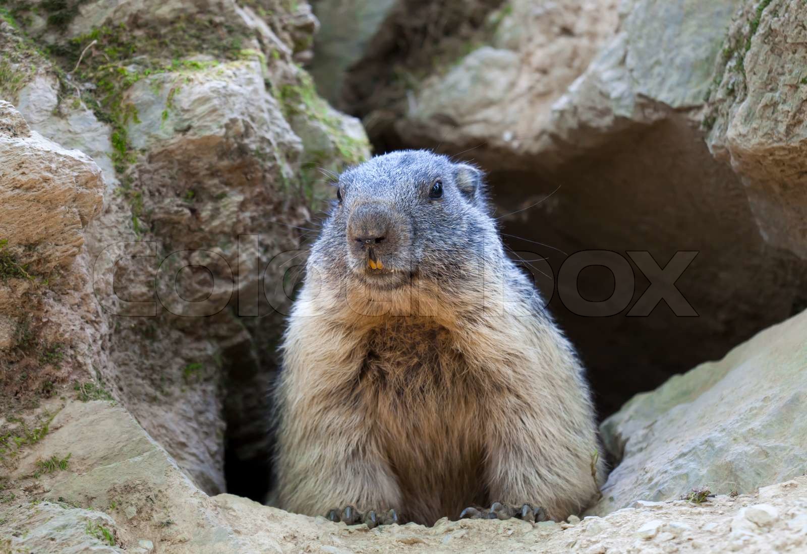 Marmot | Stock Bild | Colourbox