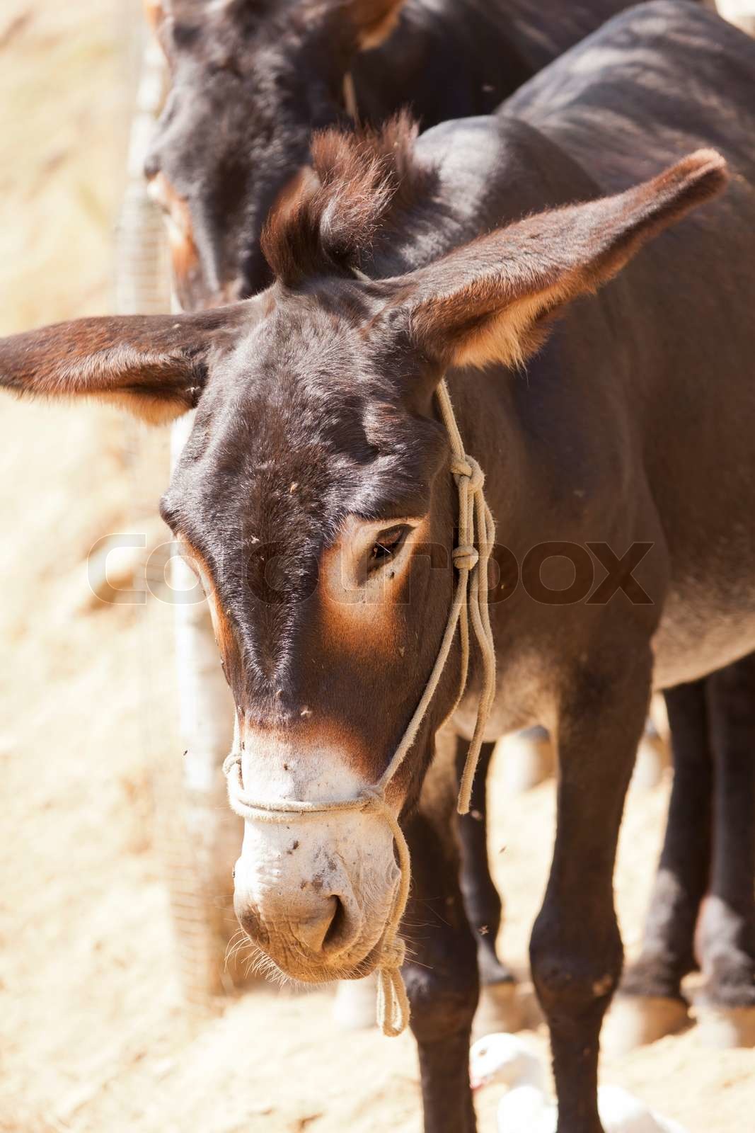 Catalan donkey | Stock image | Colourbox