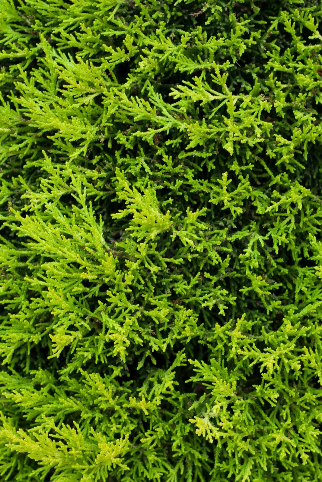 Thuja occidentalis Baum Garten Baum | Stock Bild | Colourbox