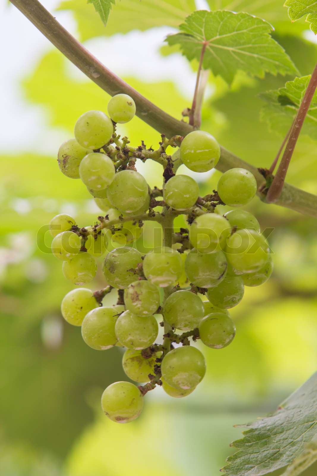 Trauben | Stock Bild | Colourbox