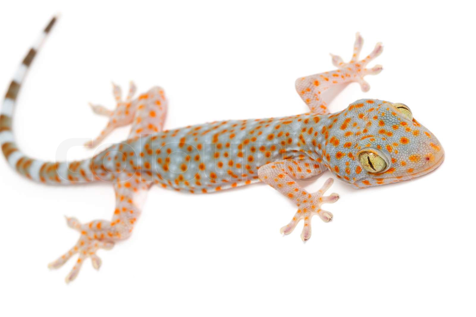 Gecko an der Wand | Stock Bild | Colourbox