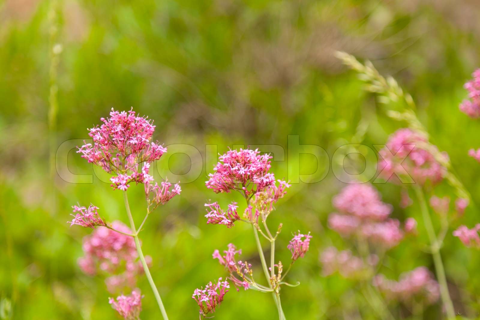 Wildblumen | Stock Bild | Colourbox