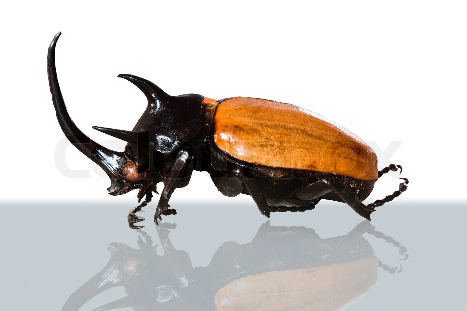 Big horned beetle | Stock image | Colourbox
