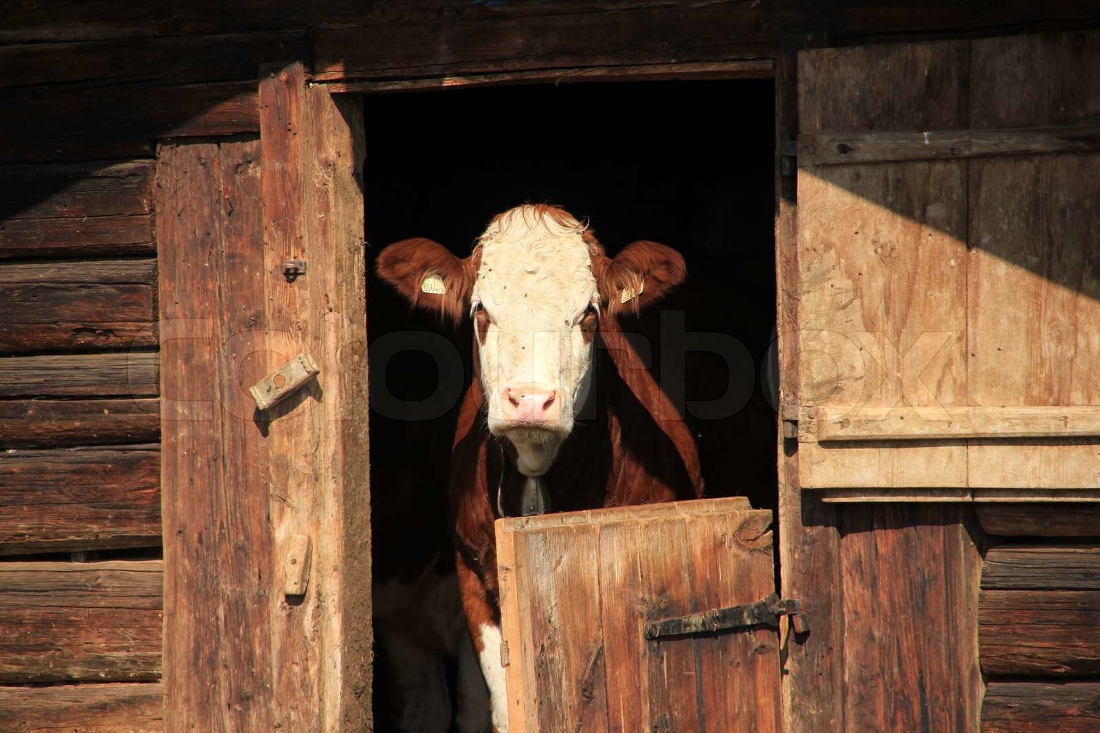 The cow, ruminant and farm animal is watching out of a brown barn with ...
