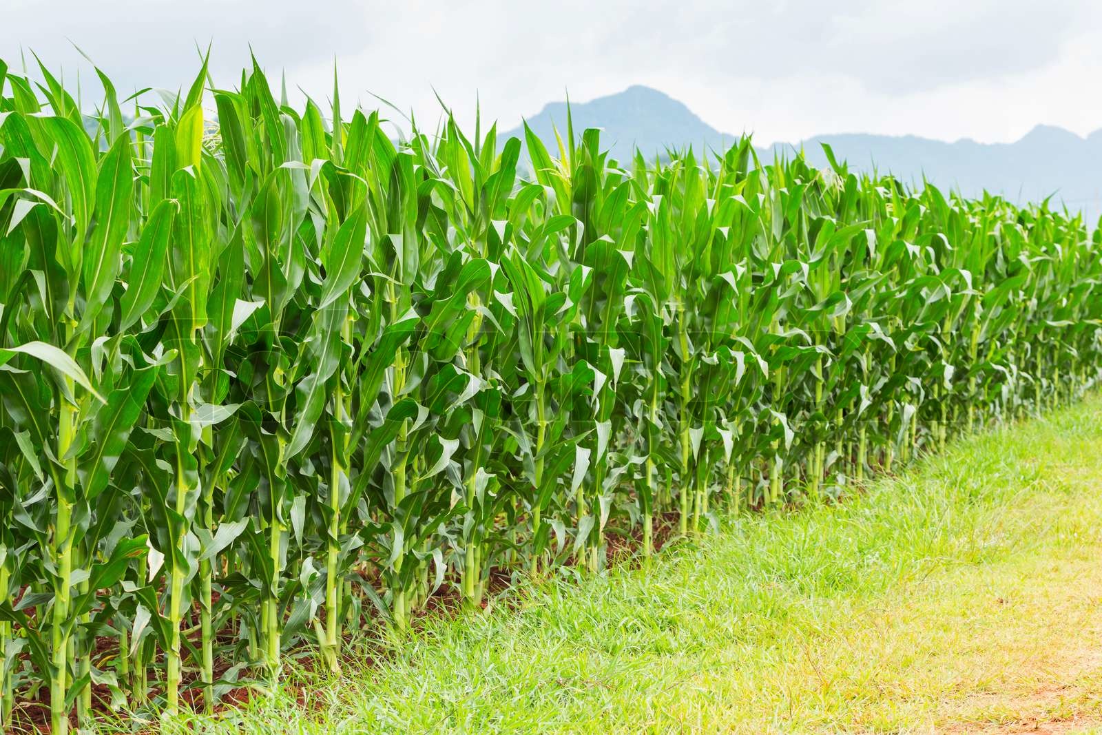 Corn plantage i Thailand | Stock foto | Colourbox