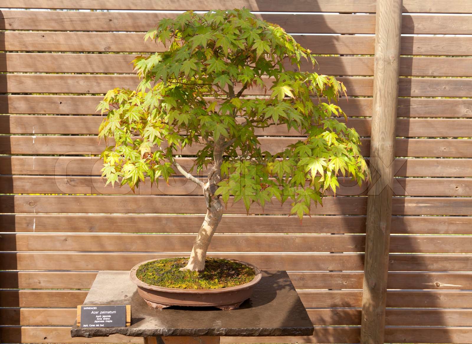 Acer palmatum bonsai | Stock foto | Colourbox