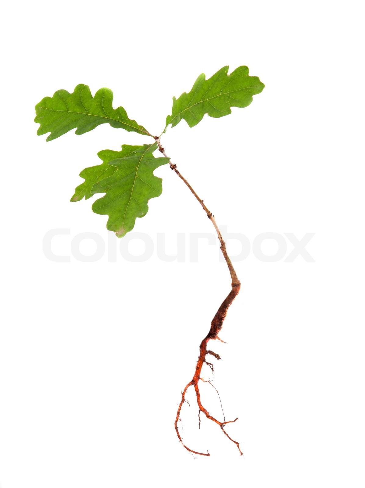 oak from roots | Stock image | Colourbox