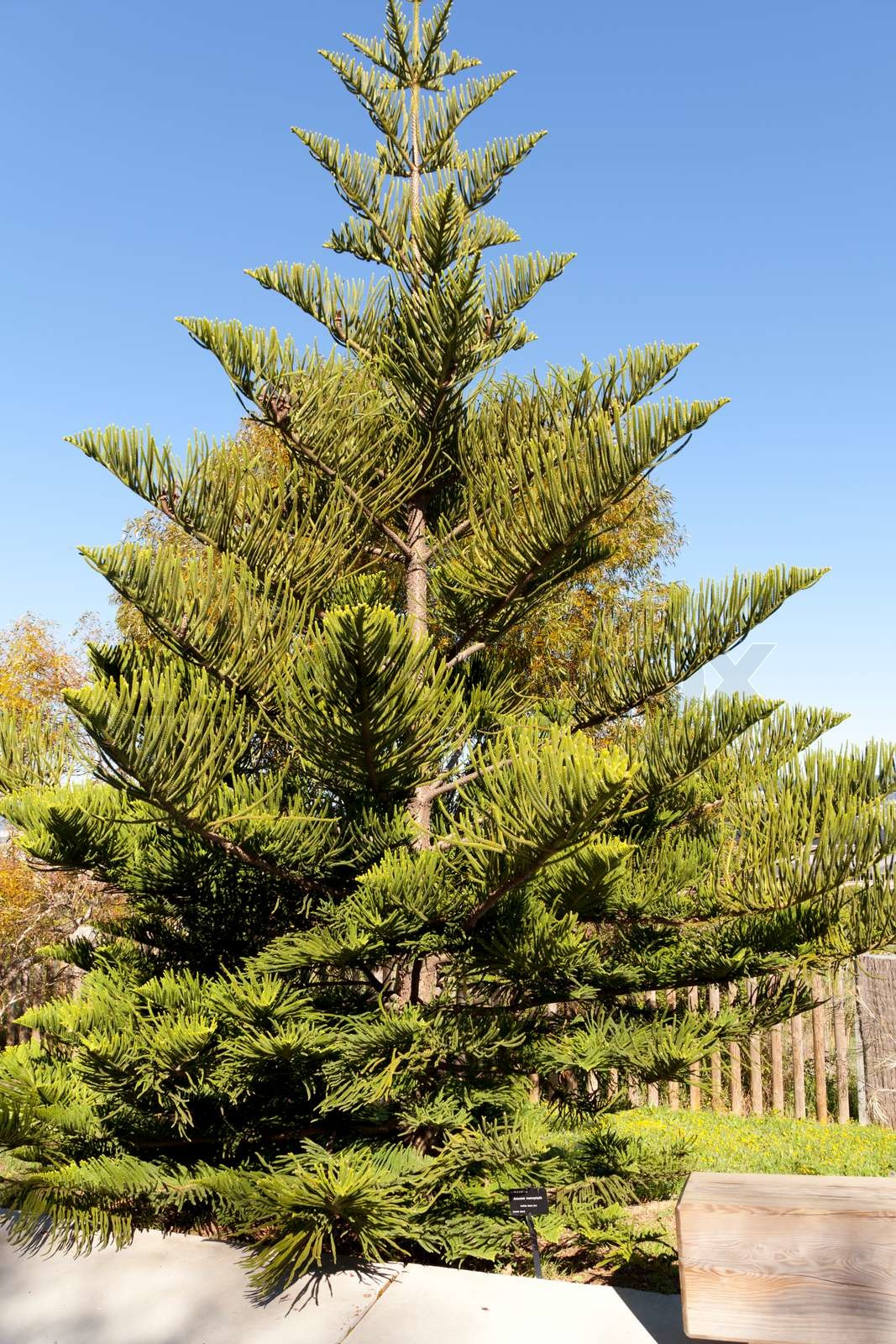 Araucaria heterophylla | Stock image | Colourbox
