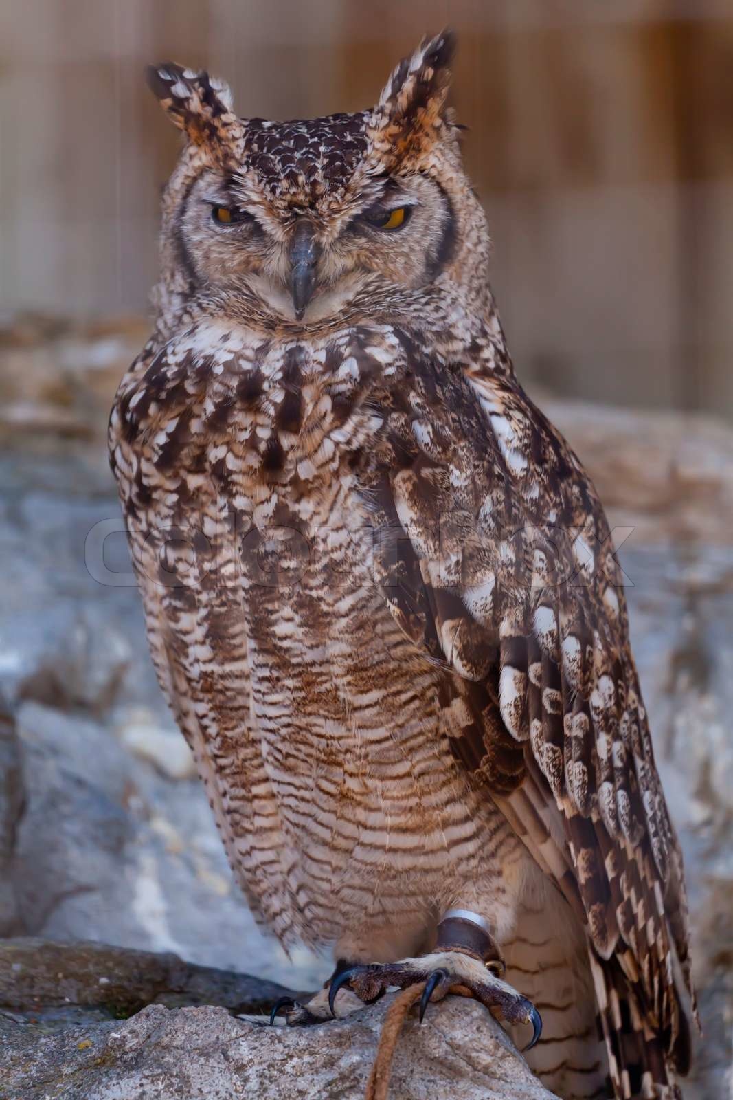 Grand Duke Owl | Stock image | Colourbox