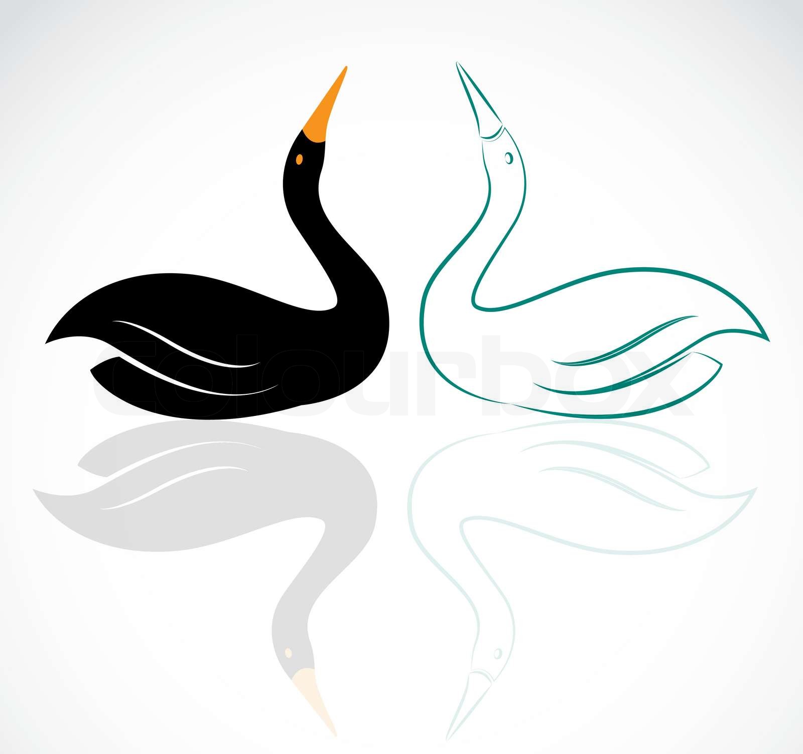 Vector image of swans | Stock vector | Colourbox