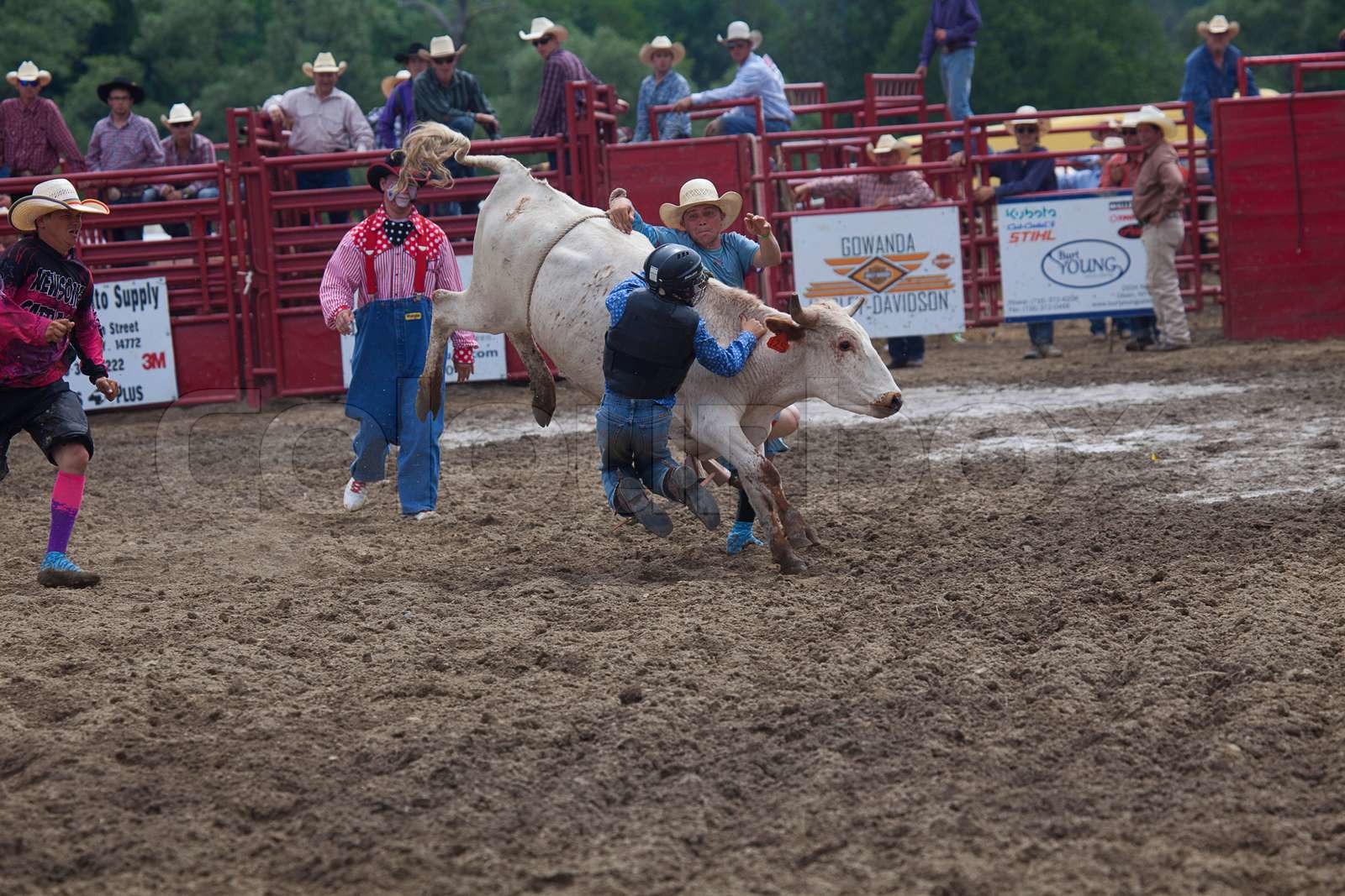 Ellicottville, NY – July 7: A cowboy rides a bucking bull in the bull ...
