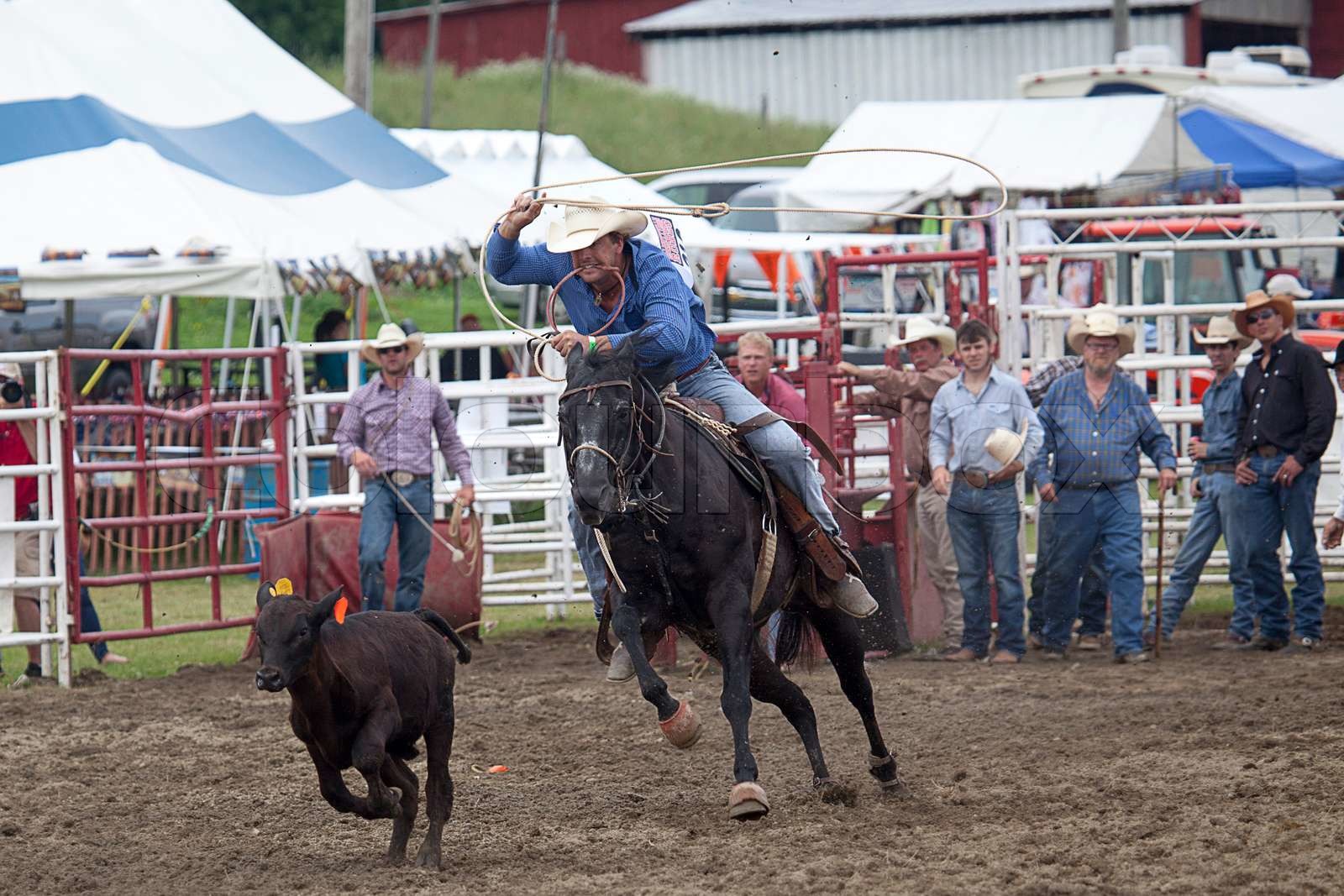 Ellicottville, NY – July 7: A cowboy bronco rider hangs on his horse at ...