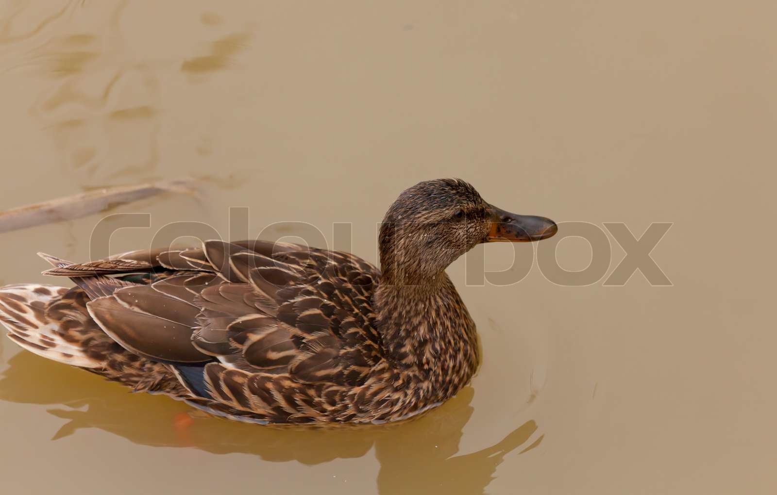 Brown Mallard | Stock foto | Colourbox