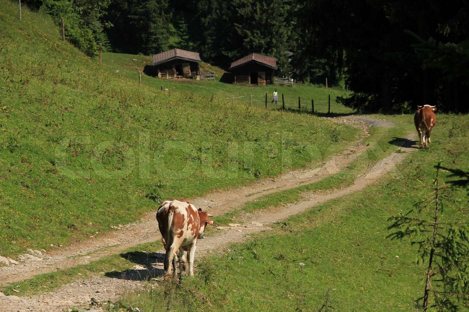 Going home. | Stock image | Colourbox