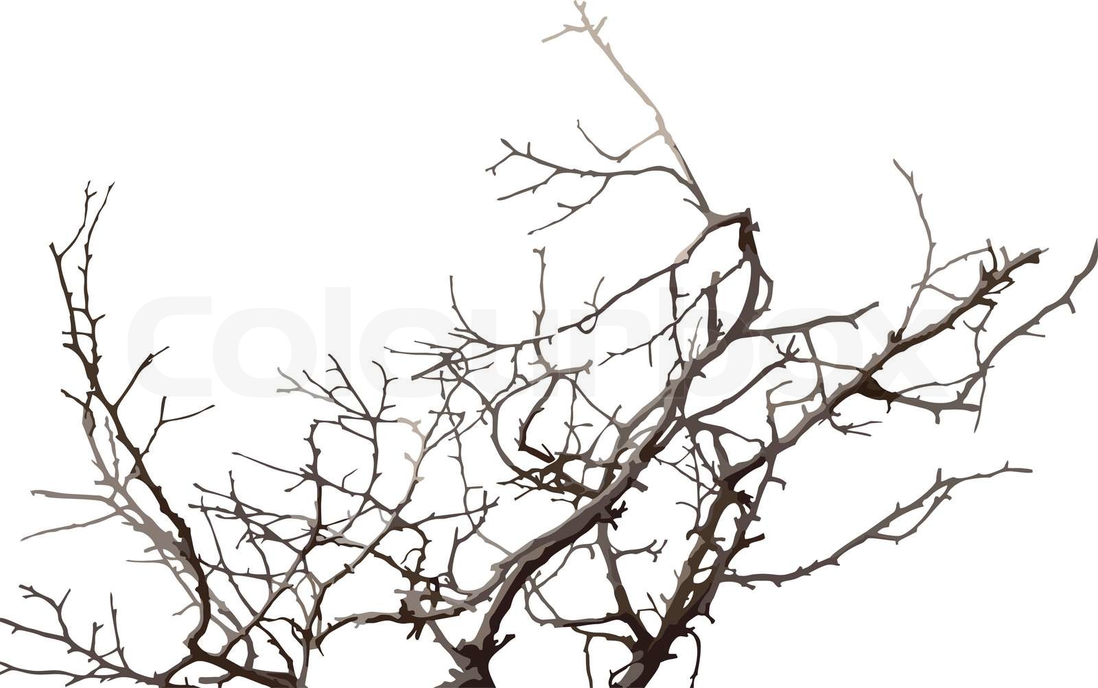 Ast | Stock-Vektor | Colourbox