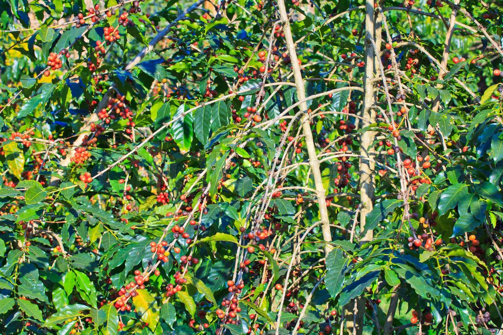 Coffee trees | Stock image | Colourbox
