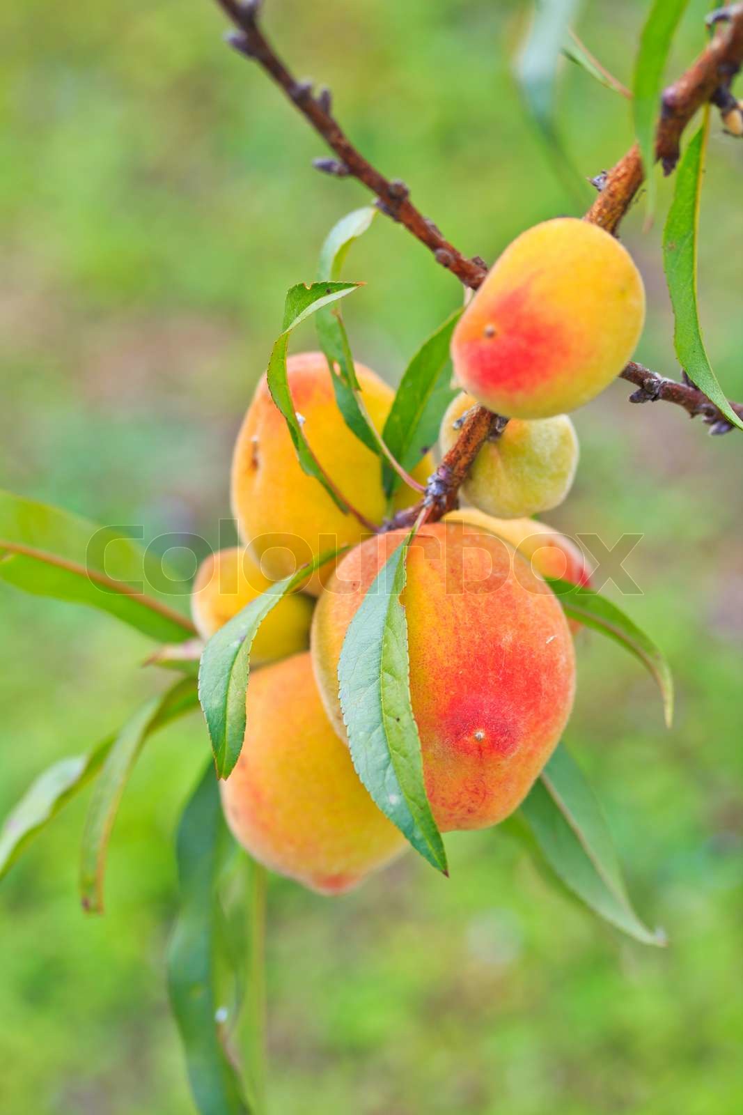 fersken på træet | Stock foto | Colourbox