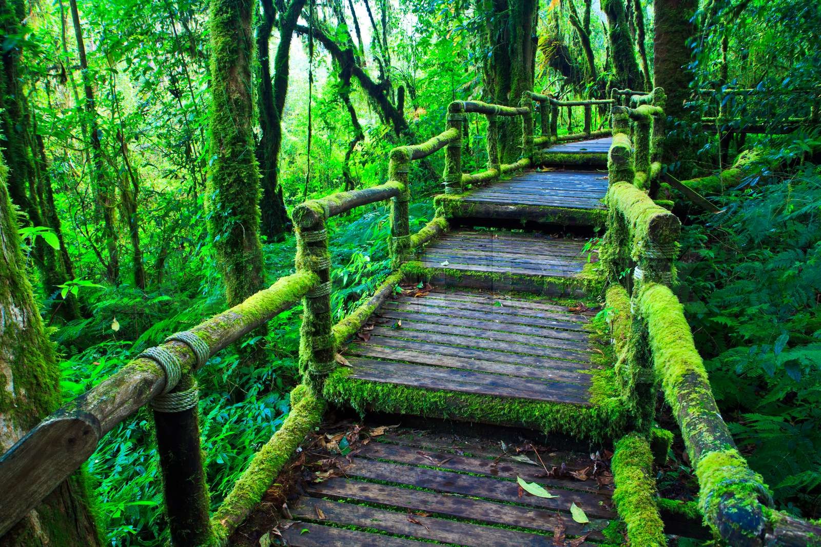 tropical rain forest path asia thailand | Stock image | Colourbox