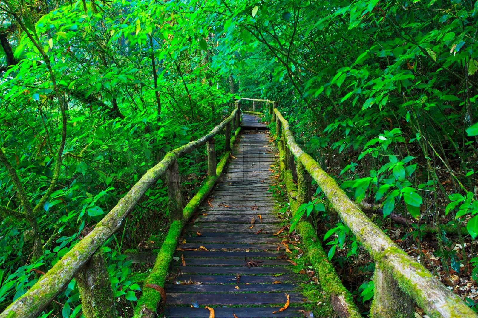 tropical rain forest path asia thailand | Stock image | Colourbox