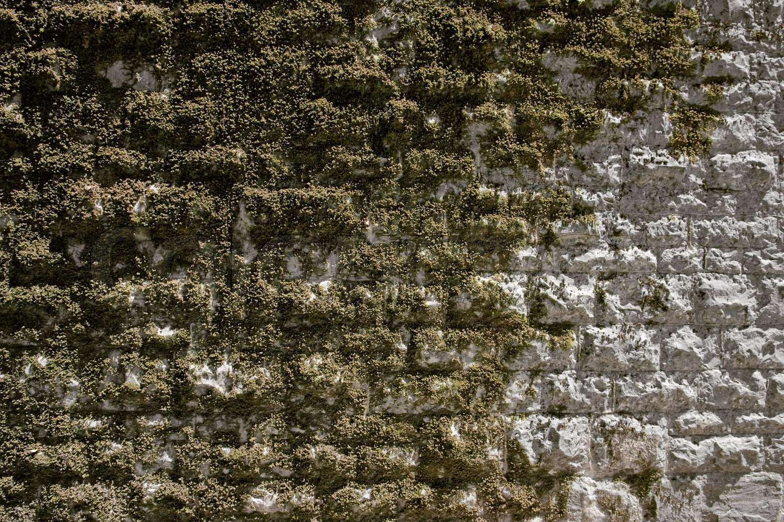 old overgrown stone wall | Stock image | Colourbox