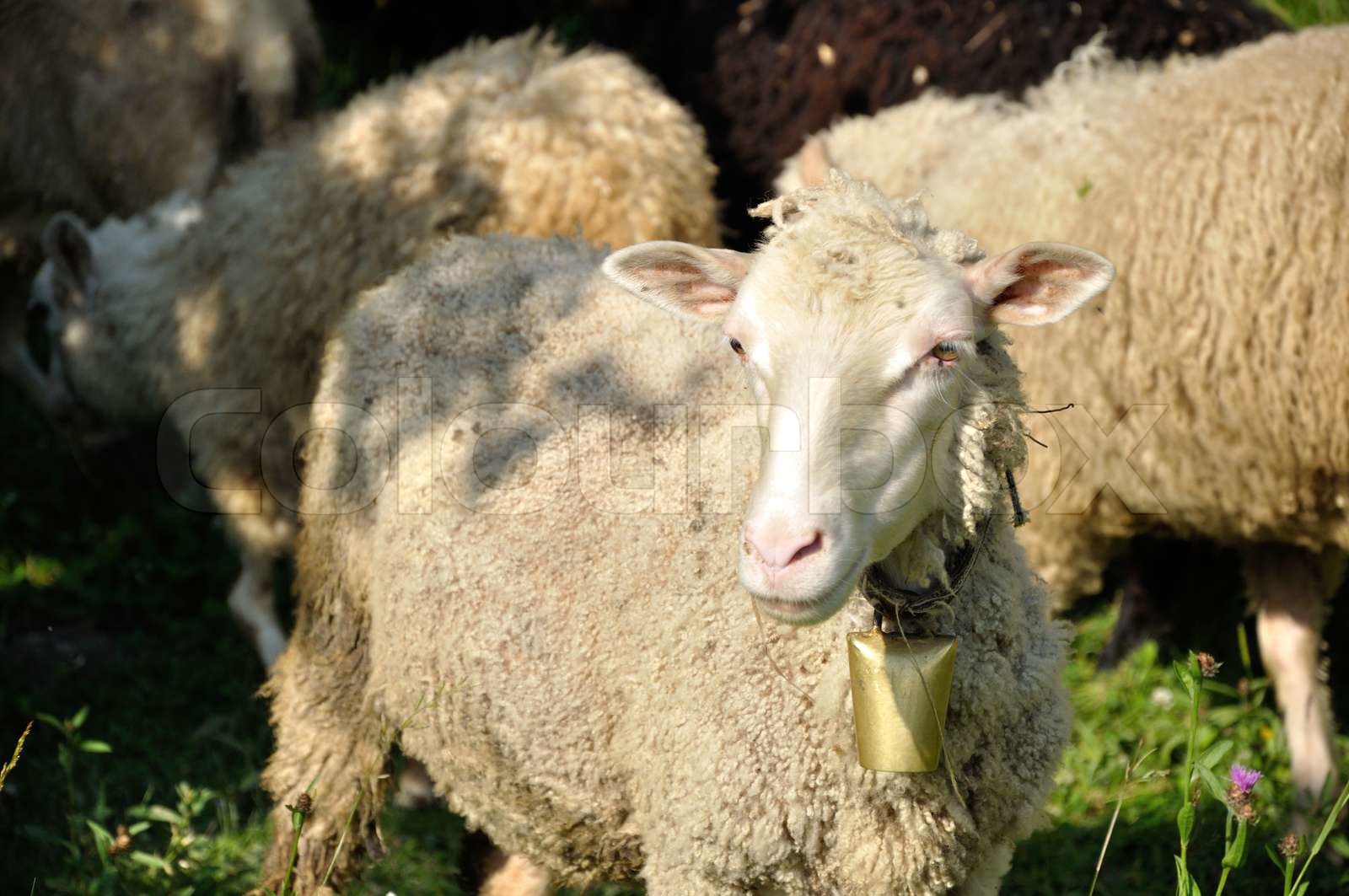 white sheep | Stock image | Colourbox