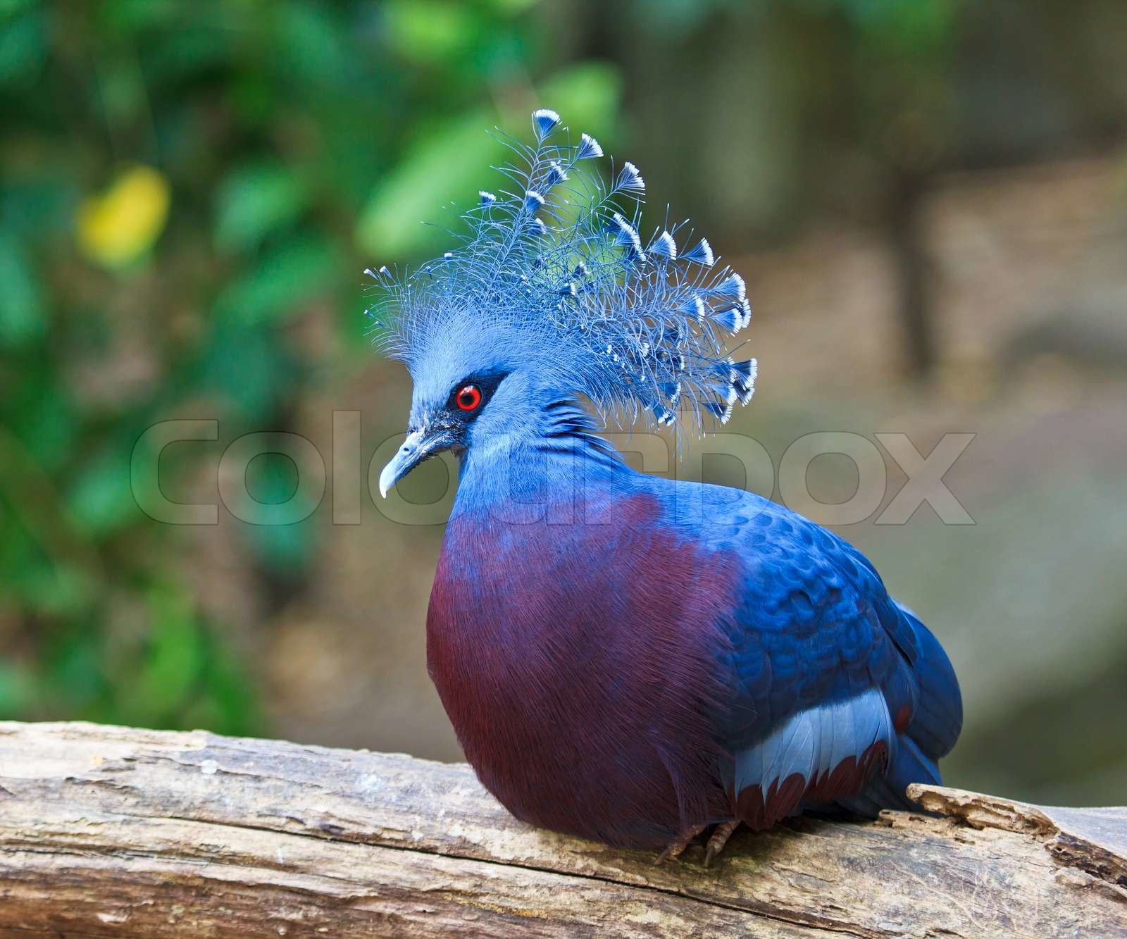 Exotic Bird Goura Victoria | Stock image | Colourbox