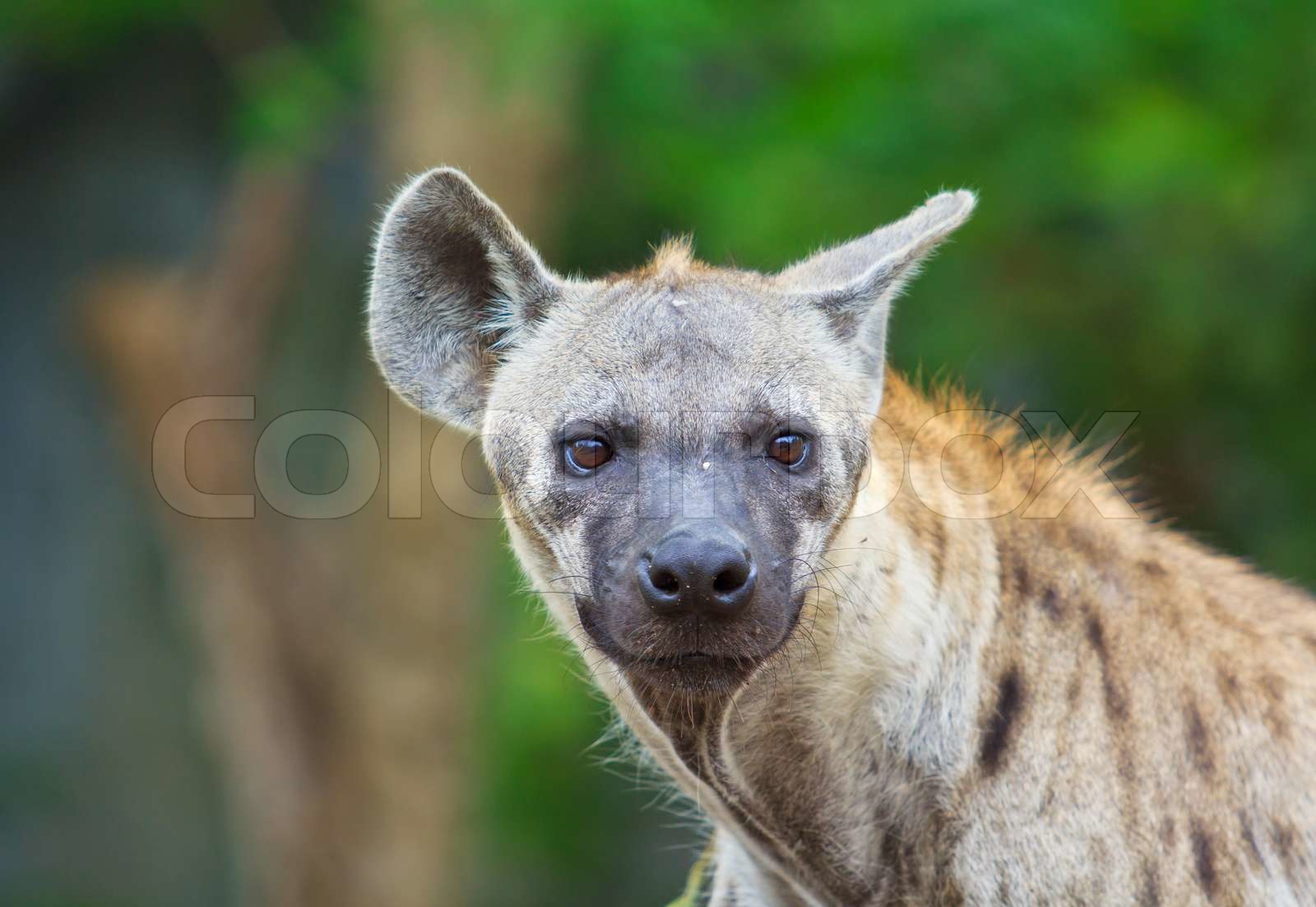 Hyena | Stock image | Colourbox