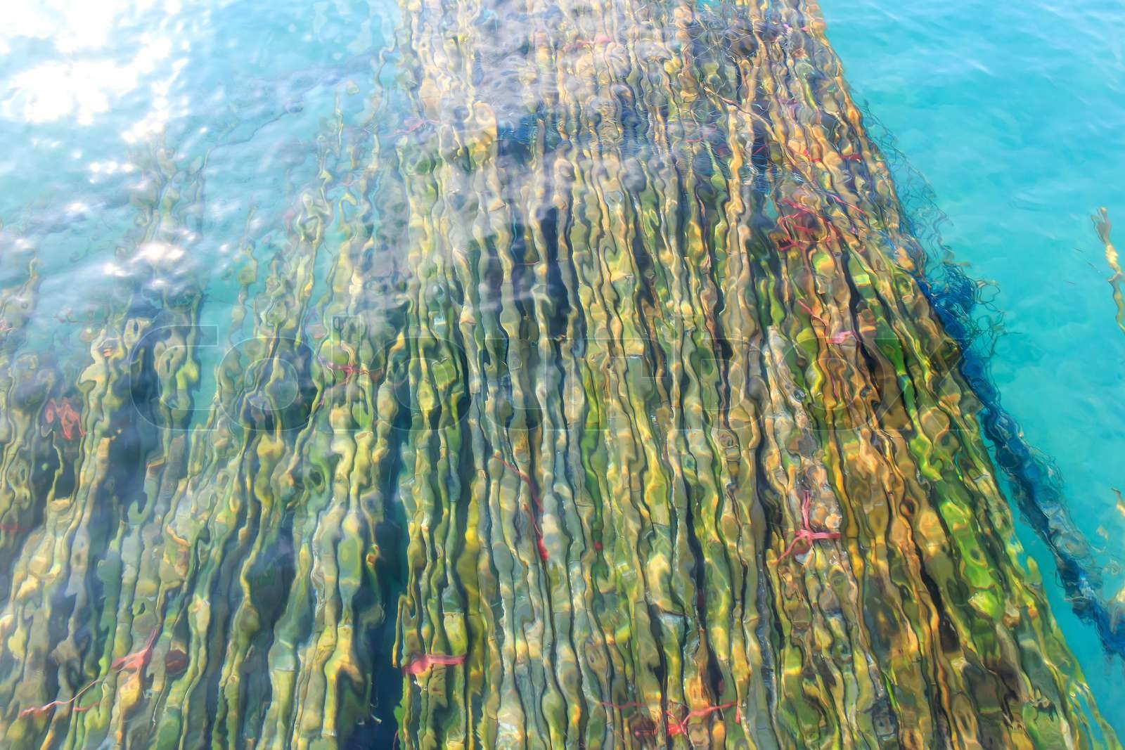 "Bamboo under the sea" | Stock image | Colourbox