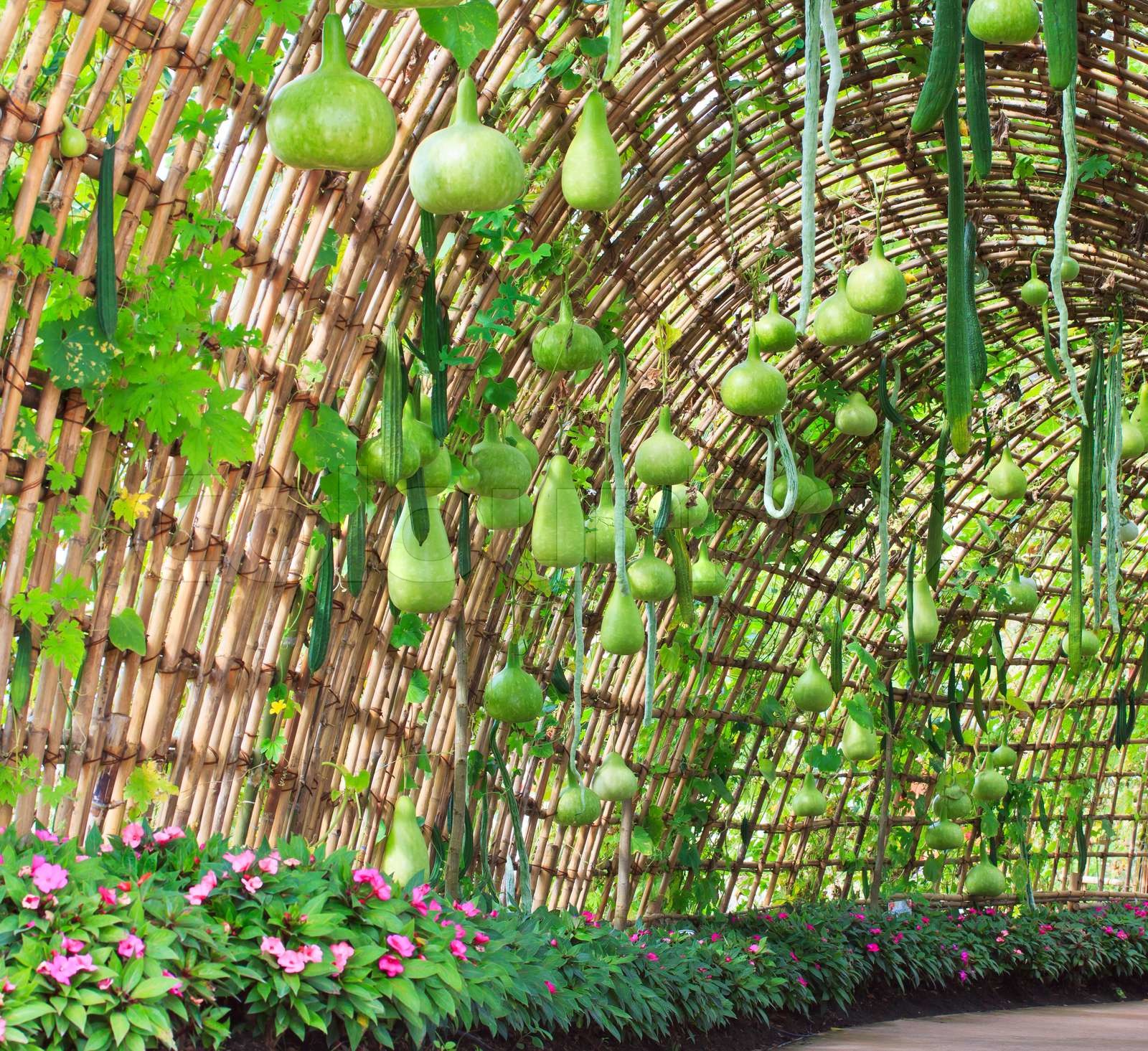 Grøn tunnel lavet af kalabas plante | Stock foto | Colourbox