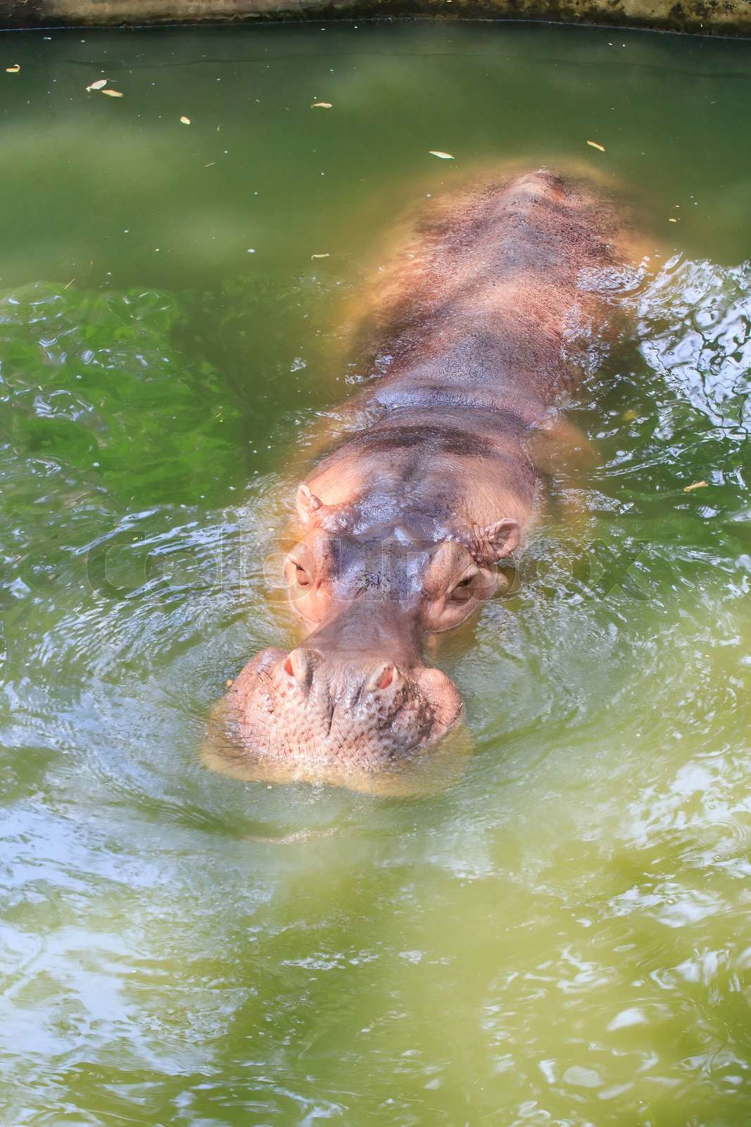 Hippo | Stock image | Colourbox