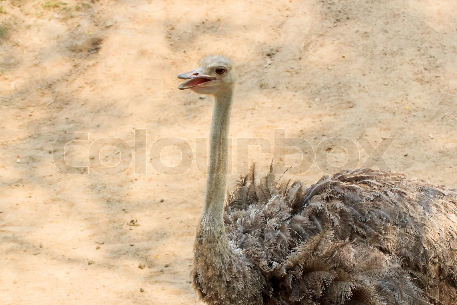 Strauß | Stock Bild | Colourbox