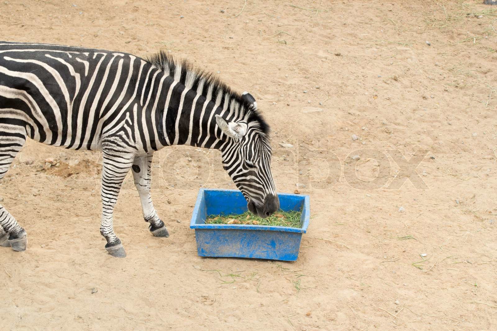 Zebra | Stock Bild | Colourbox
