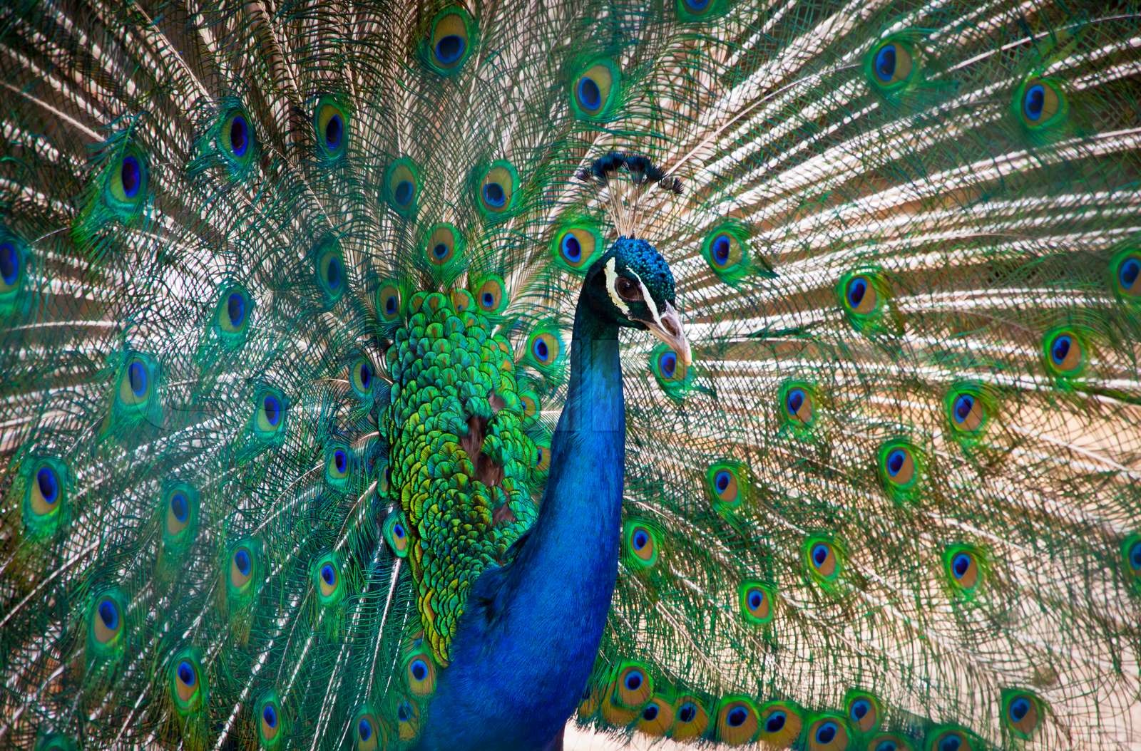 Schöne Pfau mit Federn aus | Stock Bild | Colourbox