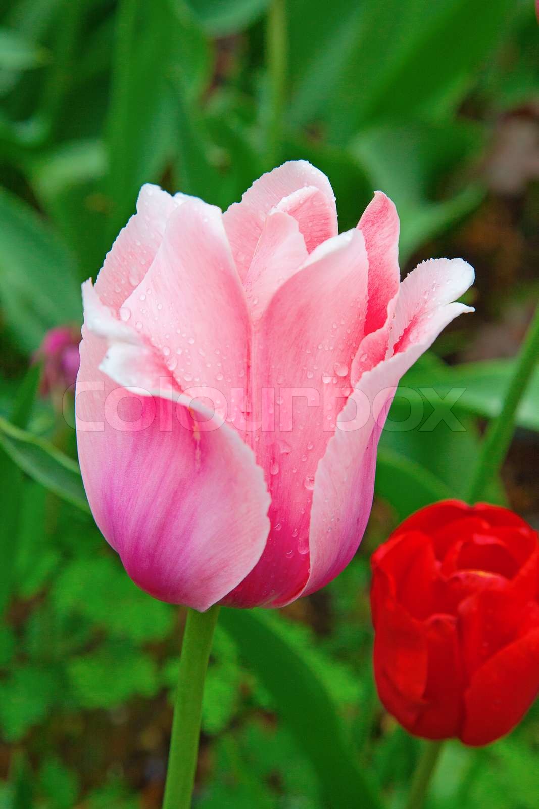 Tulpen | Stock Bild | Colourbox