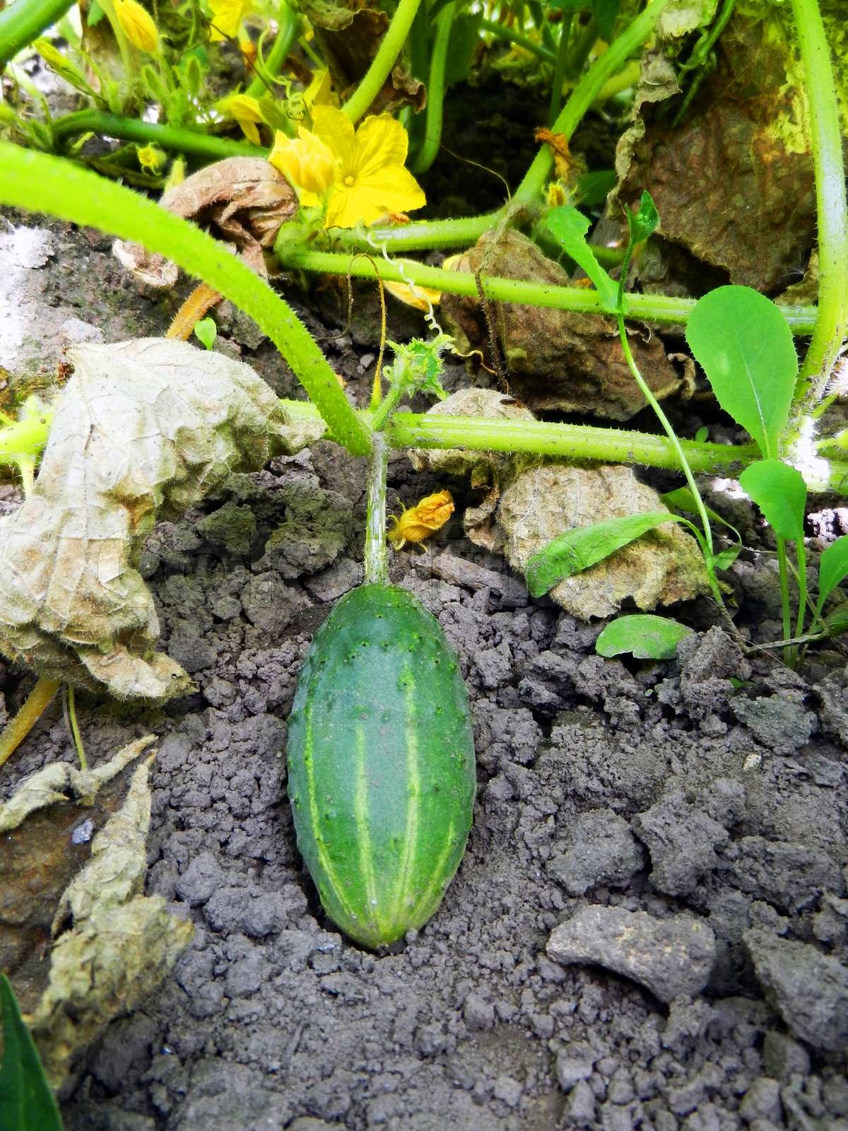 small cucumber | Stock image | Colourbox