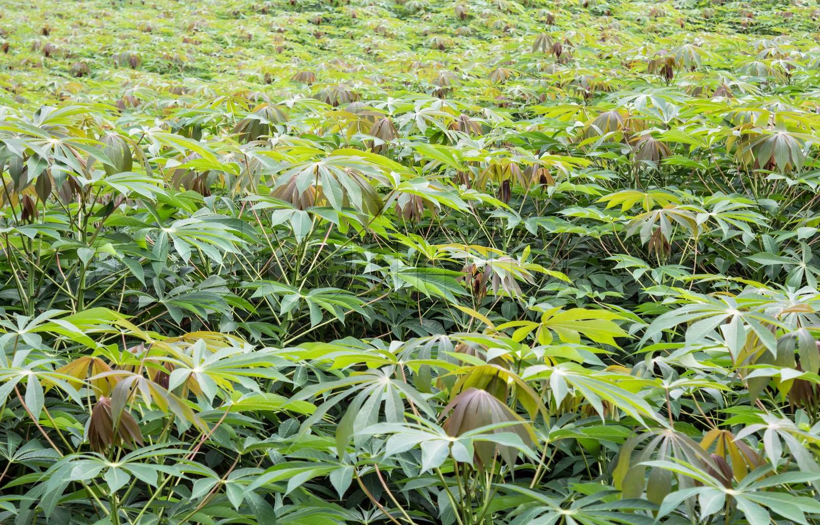 cassava | Stock image | Colourbox