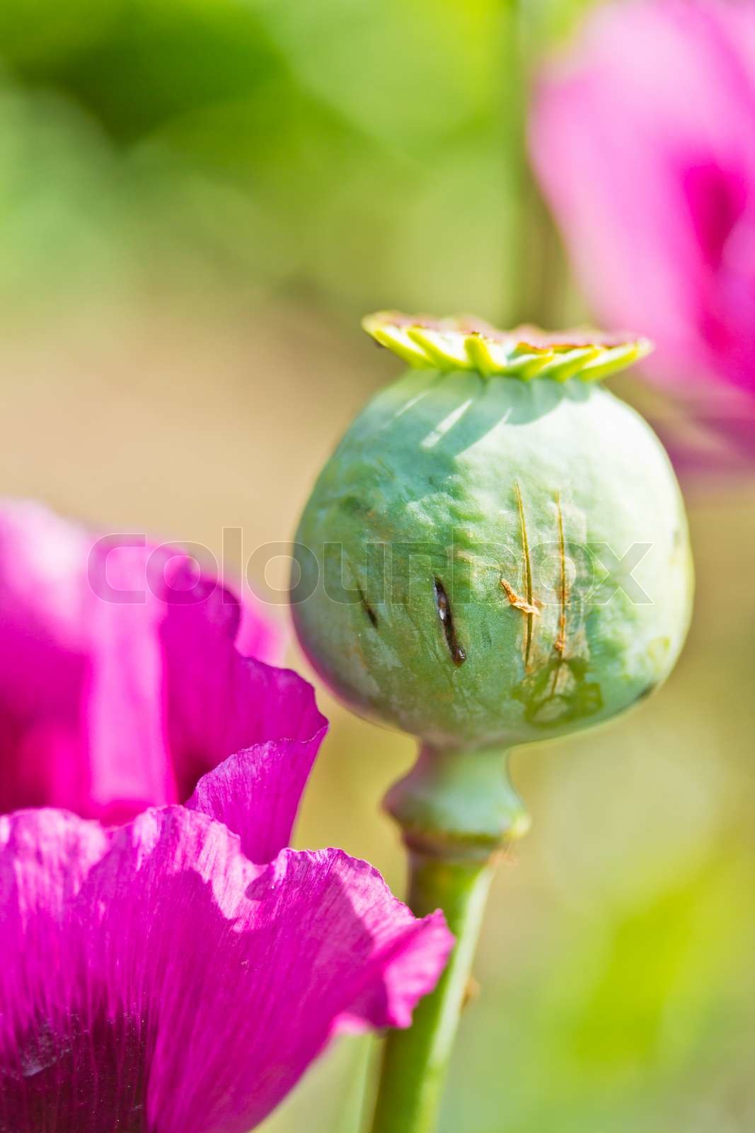 Opium poppy | Stock image | Colourbox