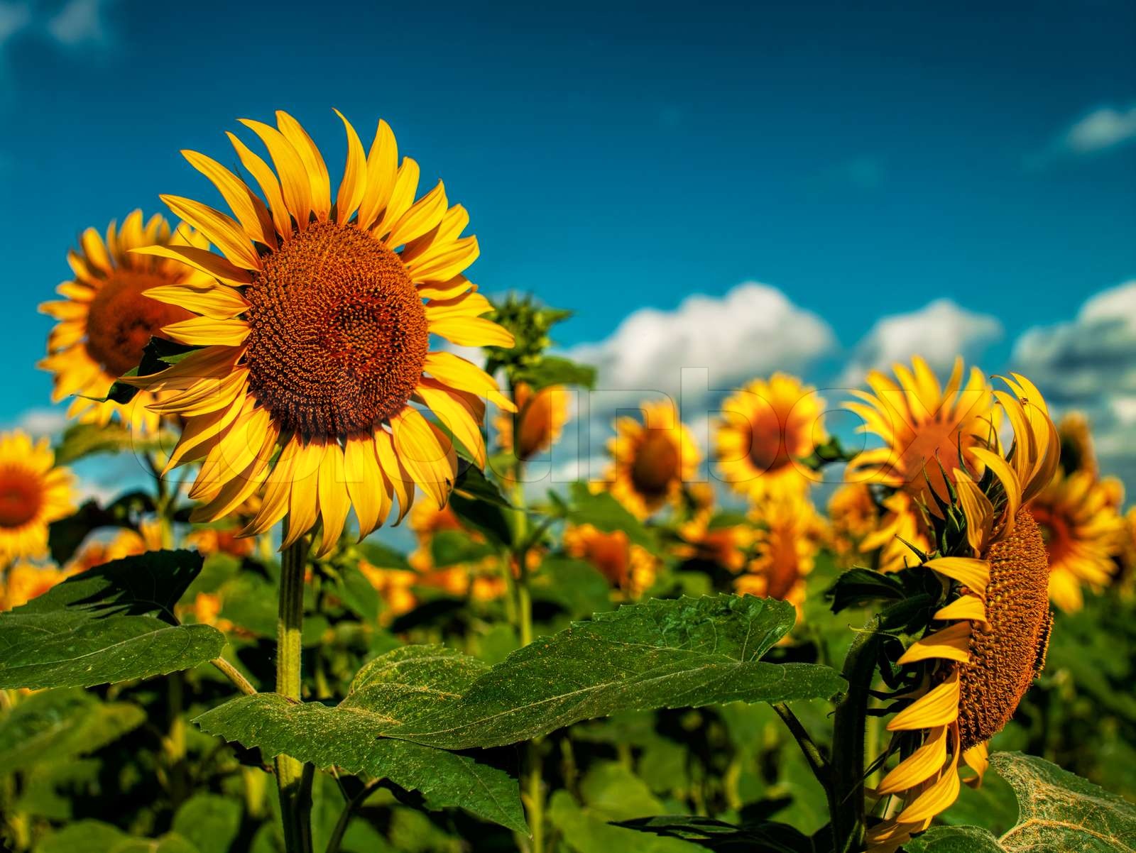 Sunflowers Under The Blue Sky. | Stock image | Colourbox