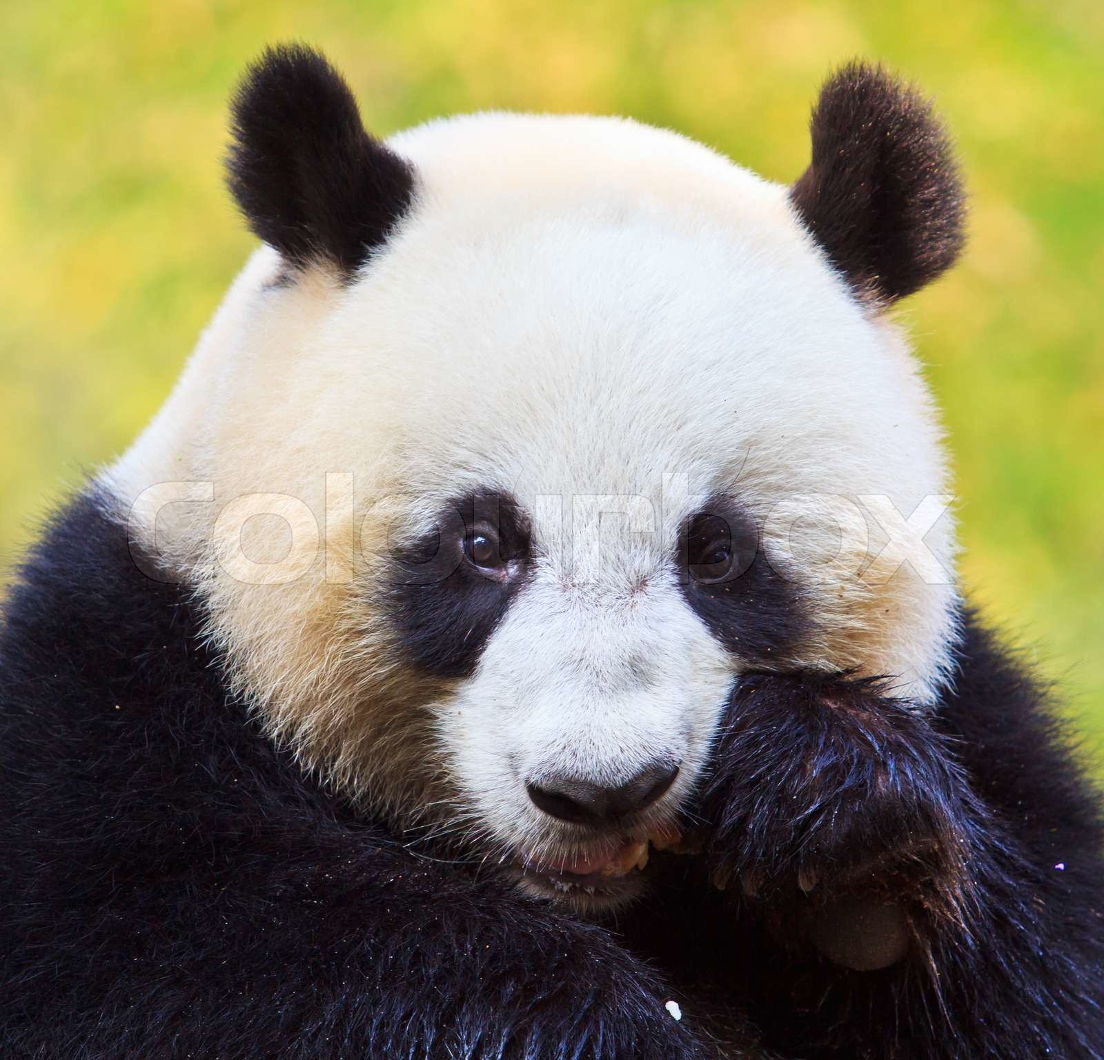 Panda bear | Stock image | Colourbox