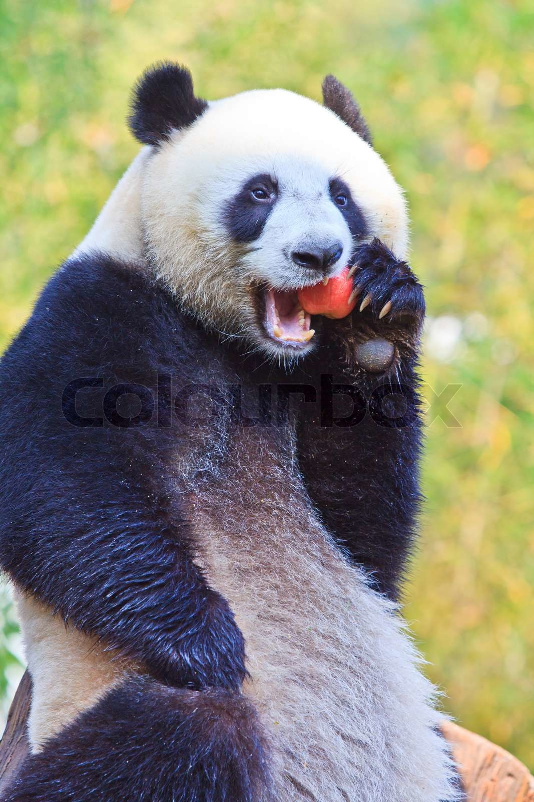 Panda Bär | Stock Bild | Colourbox