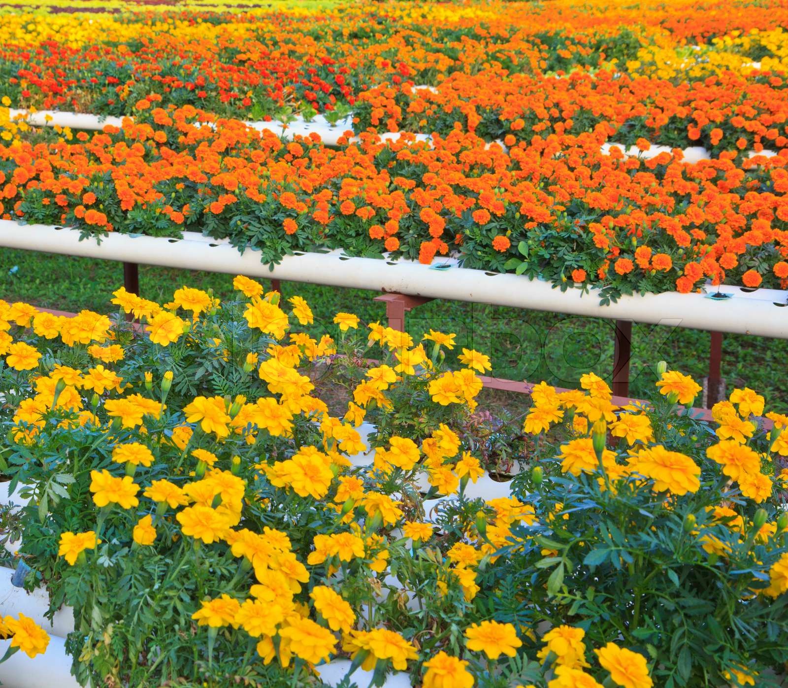 Marigold in the garden | Stock image | Colourbox
