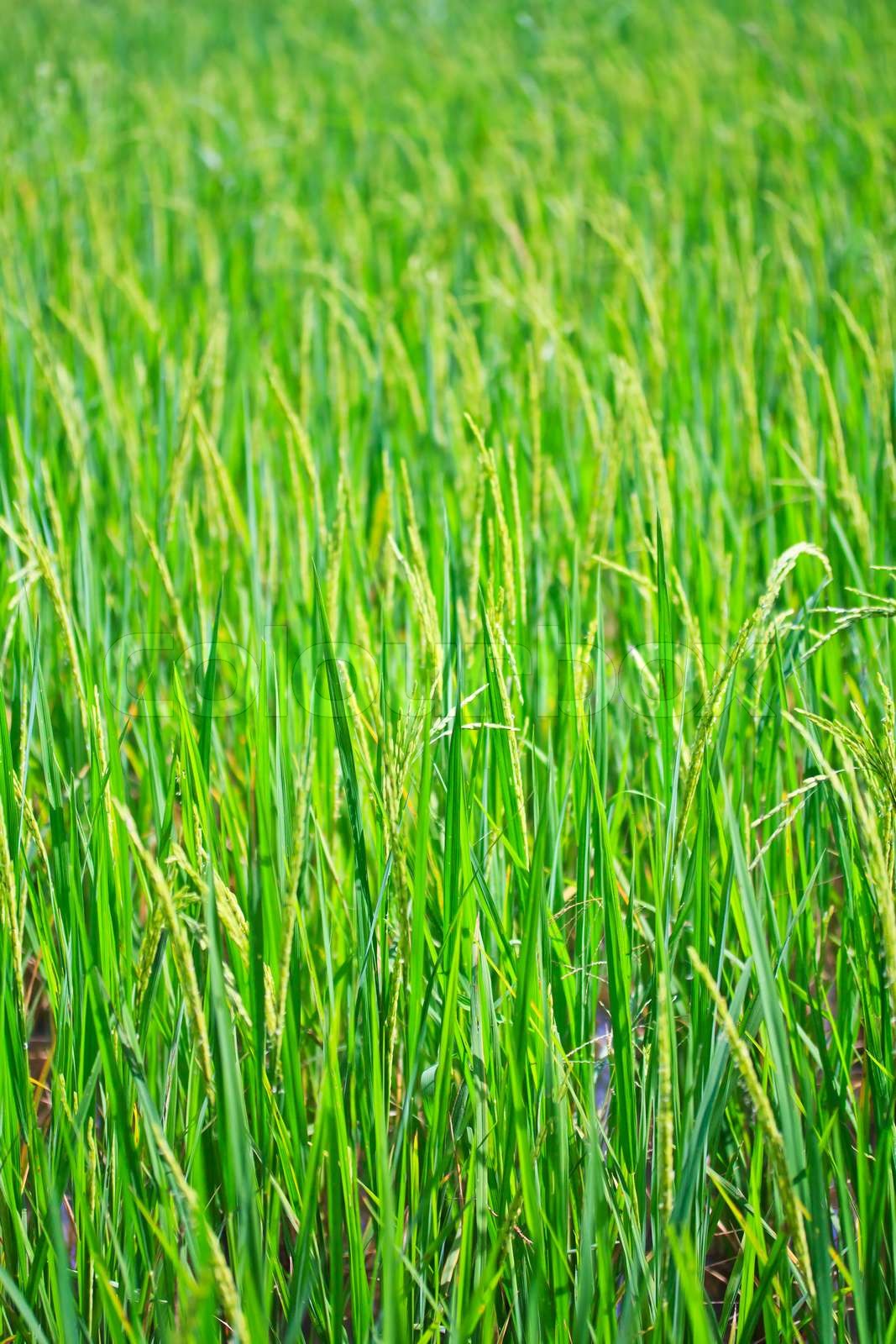 Rice plant in Reisfeld | Stock Bild | Colourbox