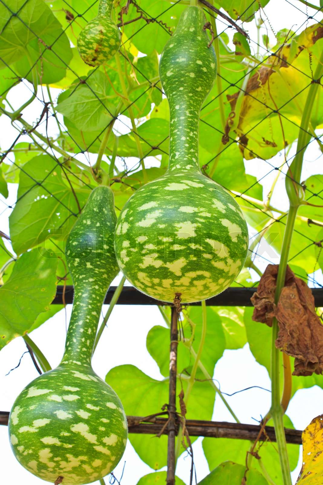 Calabash | Stock foto | Colourbox