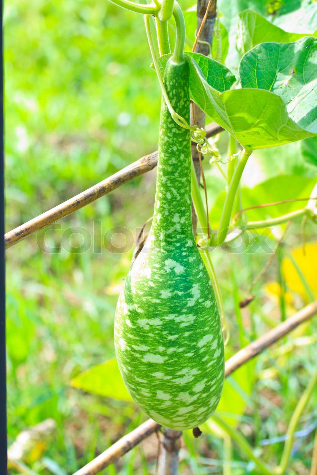 Calabash | Stock image | Colourbox