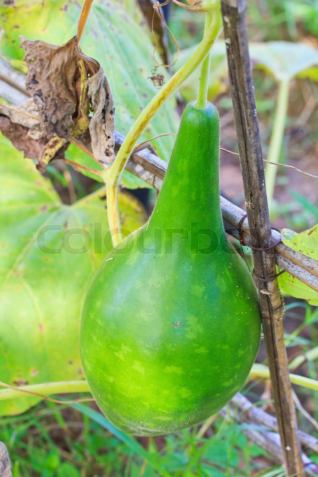 Calabash | Stock image | Colourbox