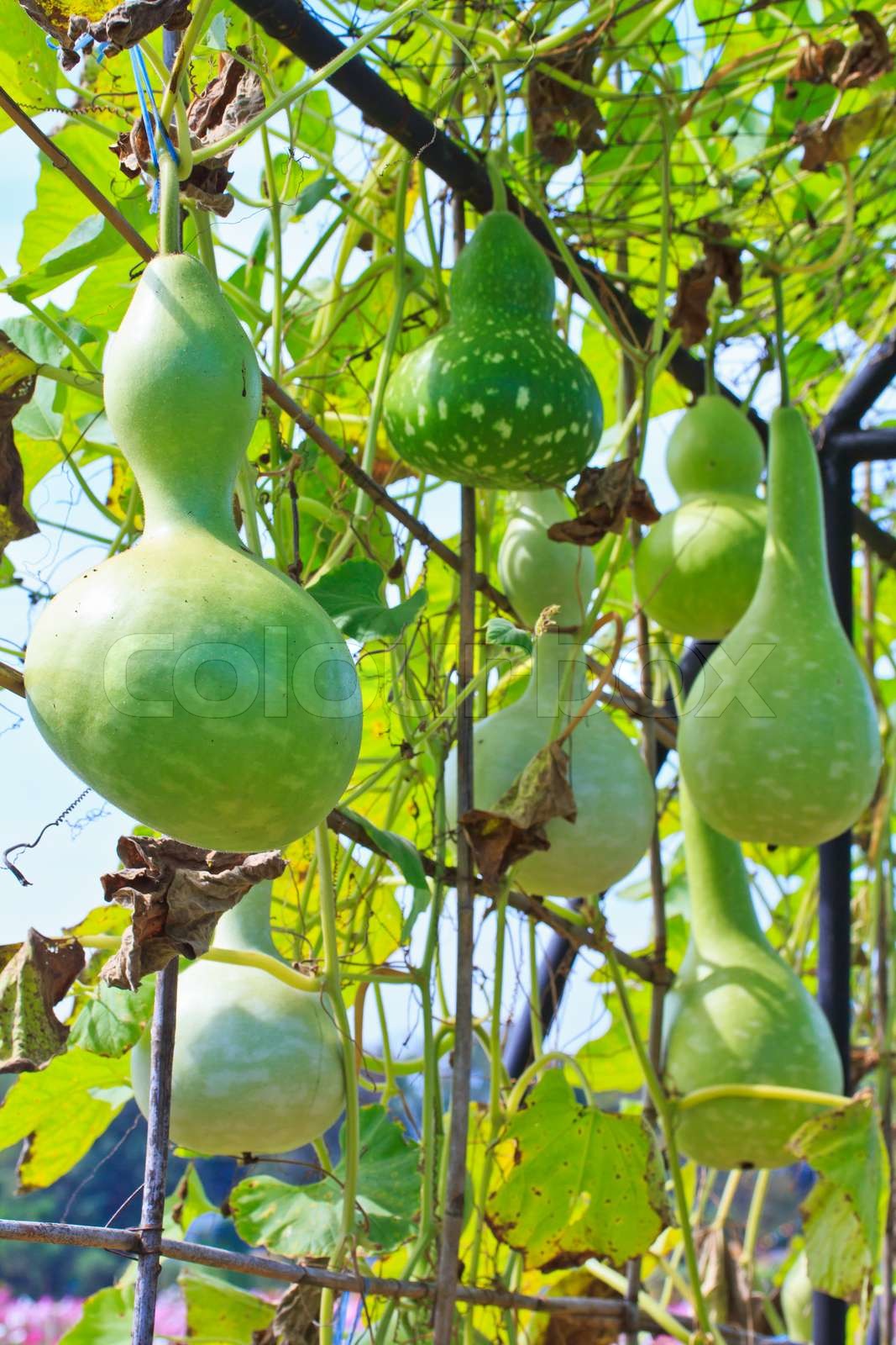 Calabash | Stock image | Colourbox